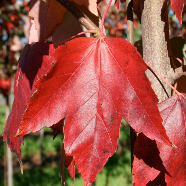 Buy Red Maple at your local garden center! – American Beauties Native ...
