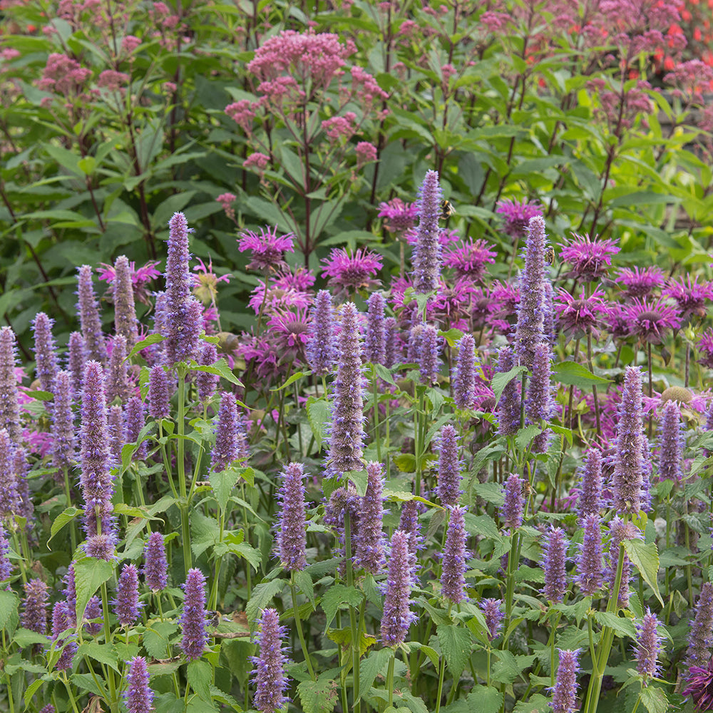 agastache foeniculum native range