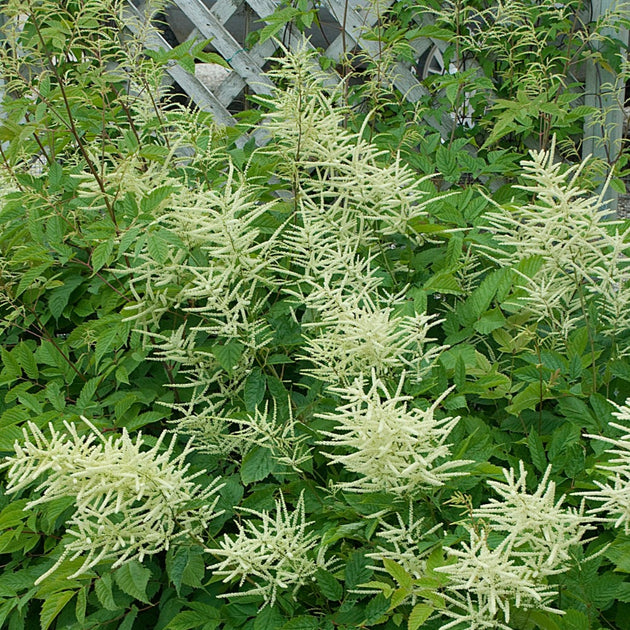 Buy Goat's Beard at your local garden center! – American Beauties ...