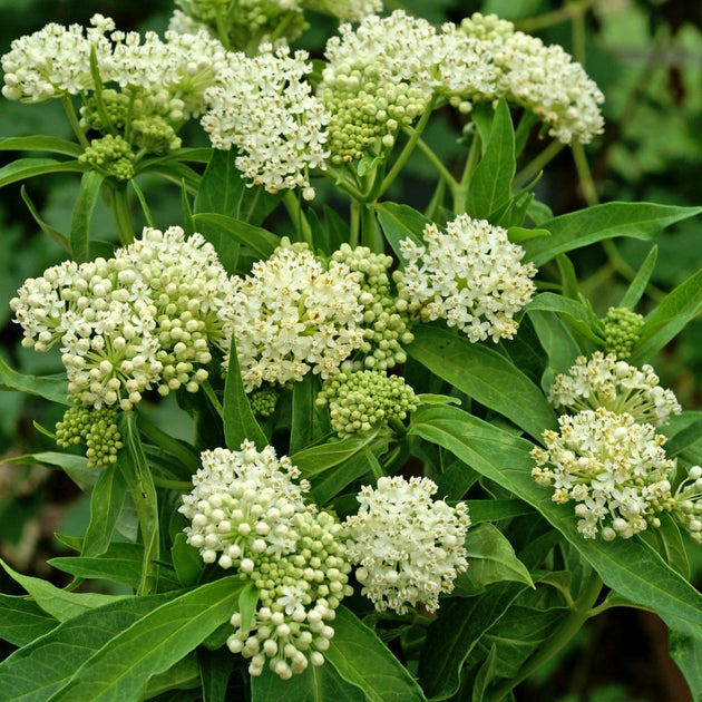 Buy Ice Ballet Swamp Milkweed at your local garden center! – American ...