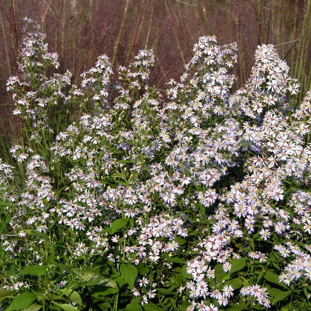 Buy Blue wood aster at your local garden center! – American Beauties ...