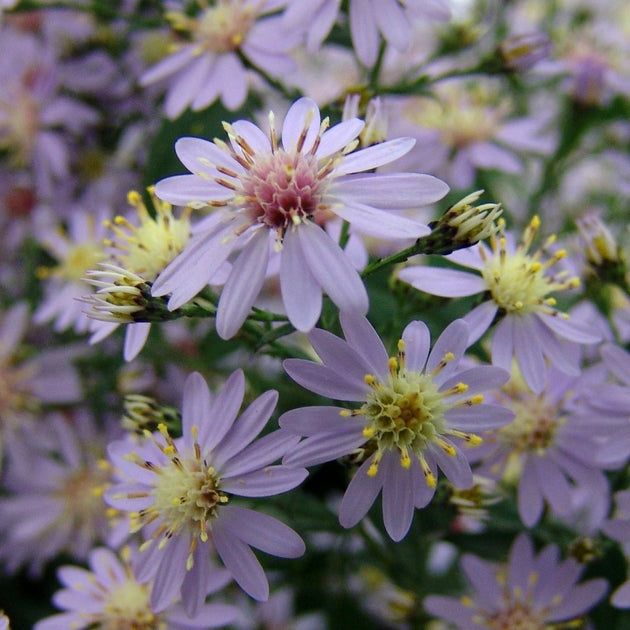 Buy Blue wood aster at your local garden center! – American Beauties ...