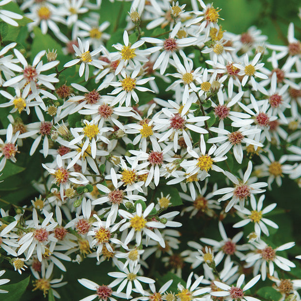 Buy White wood aster at your local garden center! – American Beauties ...