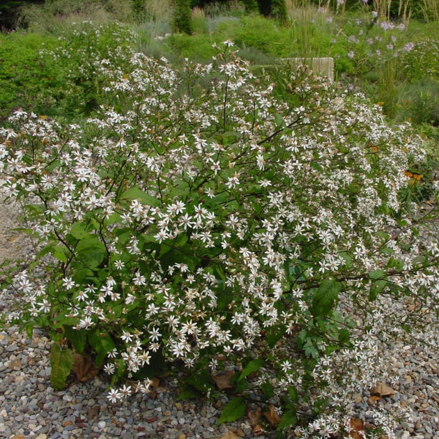 Buy White wood aster at your local garden center! – American Beauties ...