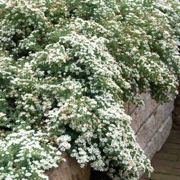 Buy Heath aster at your local garden center! – American Beauties Native ...
