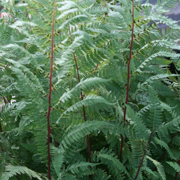Buy Lady Fern at your local garden center! – American Beauties Native ...