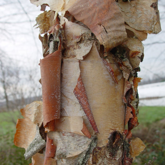 Betula nigra - river birch – American Beauties Native Plants