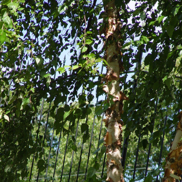 Betula nigra 'Heritage' - river birch – American Beauties Native Plants