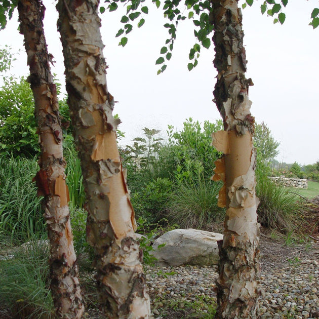 Betula nigra 'Heritage' - river birch – American Beauties Native Plants