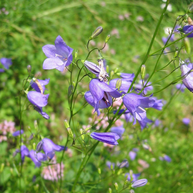 Campanula rotundifolia - bluebell – American Beauties Native Plants