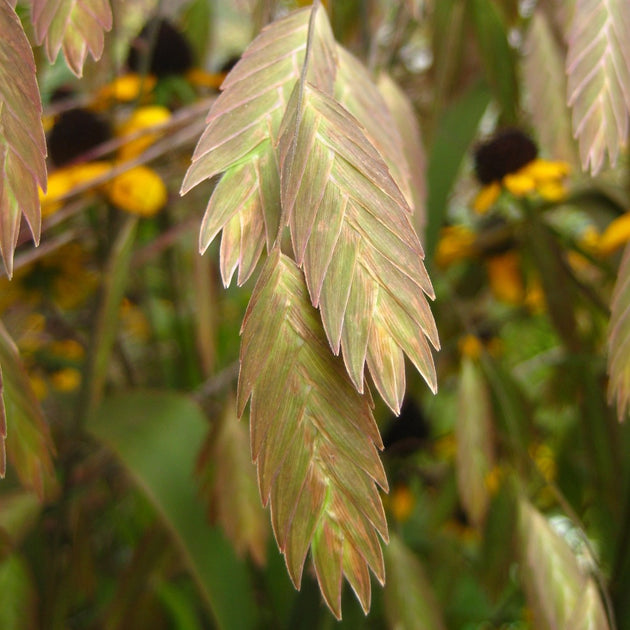 Buy Northern Sea Oats at your local garden center! – American Beauties ...