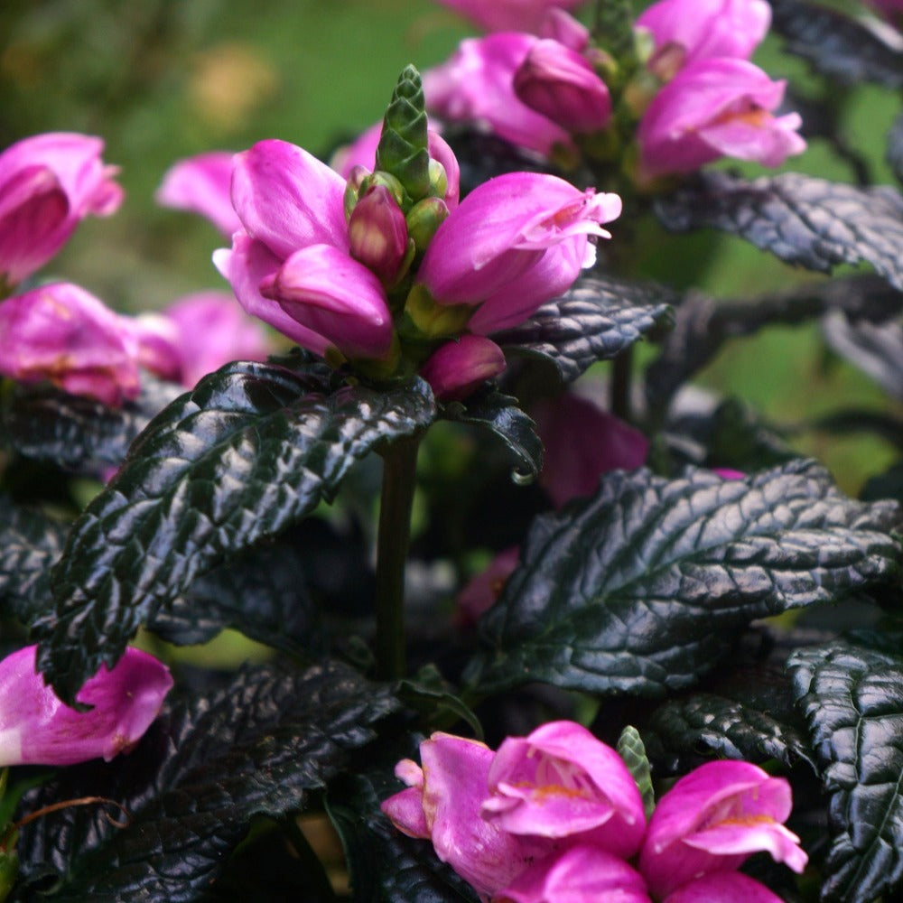 rose turtlehead care
