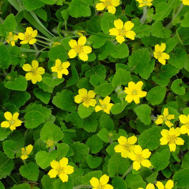 Buy Golden star or green and gold at your local garden center! – American Beauties Native Plants