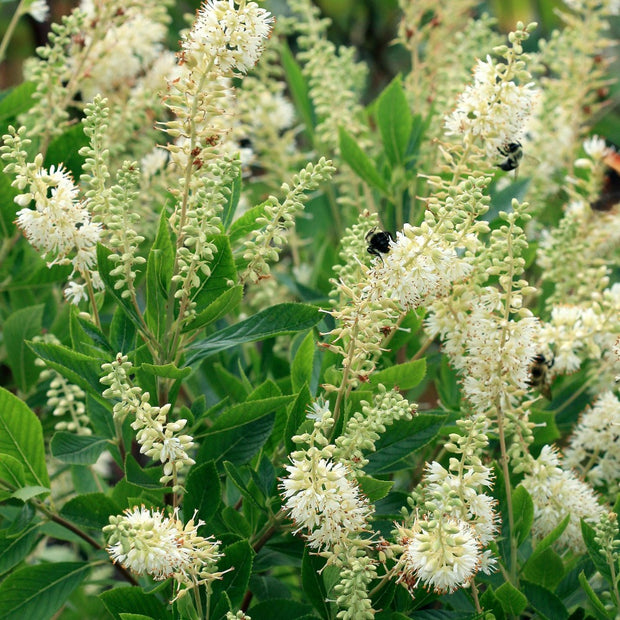 Buy Hummingbird Summer Sweet at your local garden center! – American ...