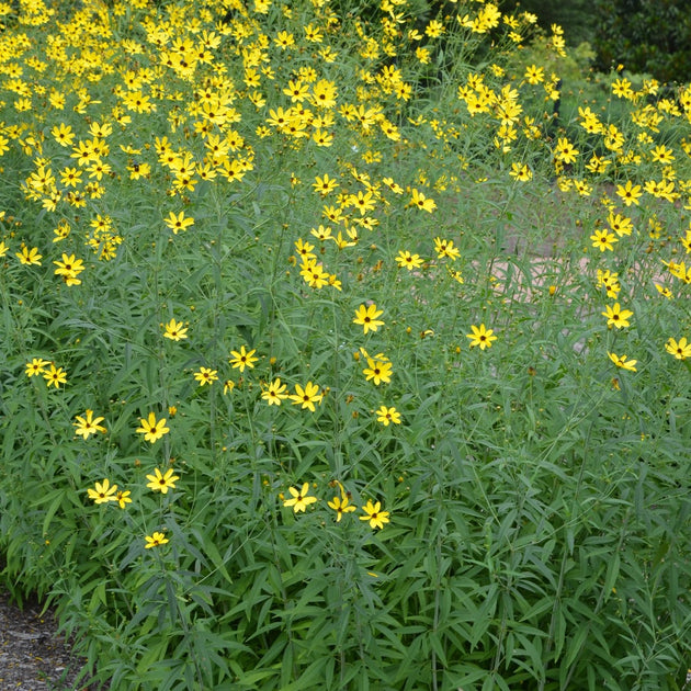 Coreopsis tripteris 'Gold Standard' - Tall Tickseed – American Beauties ...