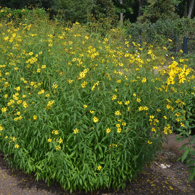 Coreopsis tripteris 'Gold Standard' - Tall Tickseed – American Beauties ...