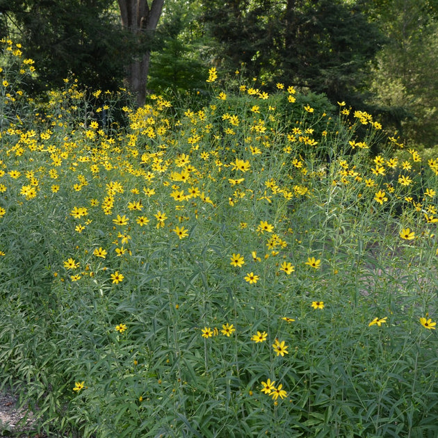 Coreopsis tripteris 'Gold Standard' - Tall Tickseed – American Beauties ...