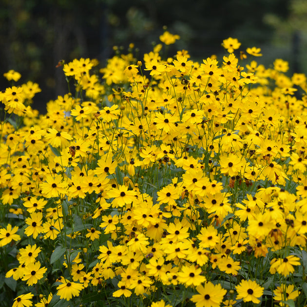 Coreopsis palustris 'Summer Sunshine' - Beadle's Tickseed – American ...