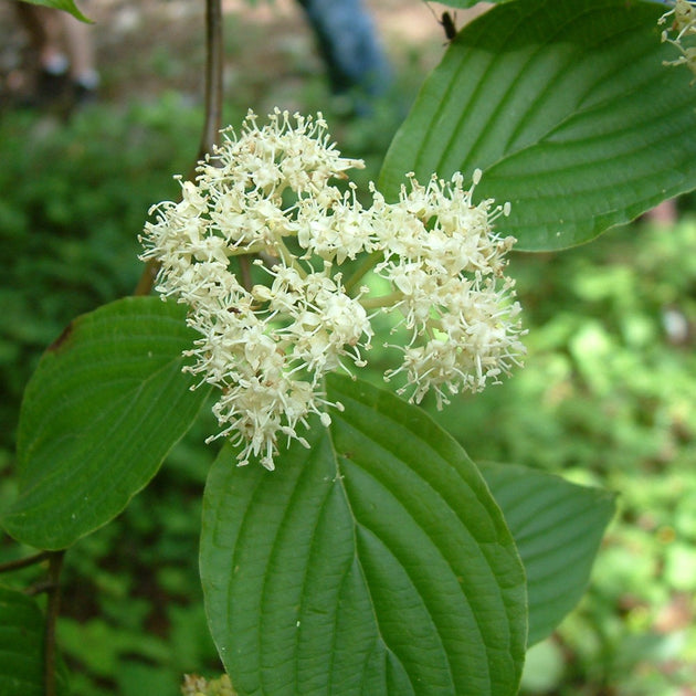 Cornus alternifolia - pagoda dogwood – American Beauties Native Plants
