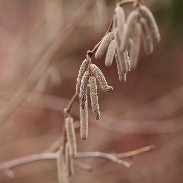 Corylus americana 'Purpleleaf Bailey Select' - Purpleleaf Bailey Selec ...