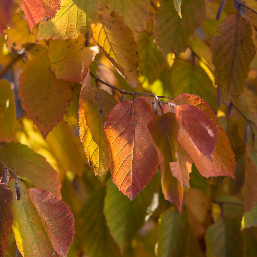 purple leaf hazelnut tree
