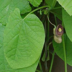 Buy Dutchman's Pipe at your local garden center! – American Beauties ...
