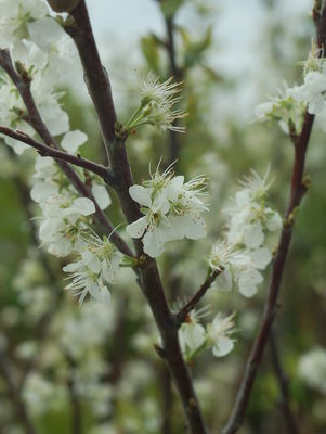 Buy Beach Plum at your local garden center! – American Beauties Native ...