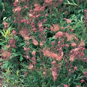 Wispy Plants Coastal Prairie Gardens | Home And Garden