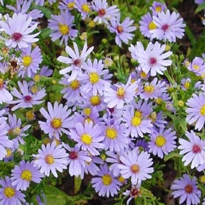 Buy Sky Blue Aster at your local garden center! – American Beauties ...