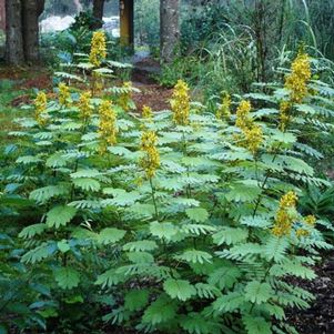 Buy Wild Senna at your local garden center! – American Beauties Native ...