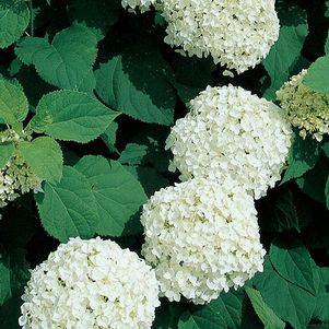 Buy Smooth Hydrangea at your local garden center! – American Beauties ...