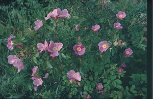 Buy Swamp Rose at your local garden center! – American Beauties Native ...