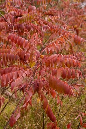 Buy Smooth Sumac at your local garden center! – American Beauties ...