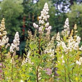 Buy Meadowsweet at your local garden center! – American Beauties Native ...
