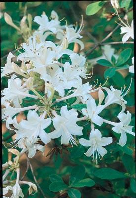 Buy Coastal Azalea, Dwarf Azalea at your local garden center ...