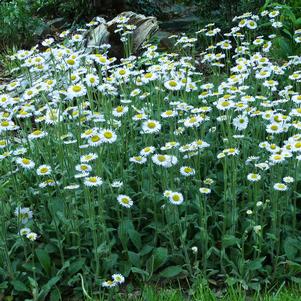 Buy Robin's plantain or fleabane at your local garden center ...
