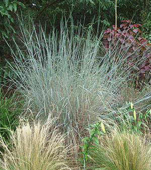 Buy Little Bluestem at your local garden center! – American Beauties ...