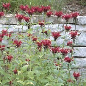 Buy Bee Balm at your local garden center! – American Beauties Native Plants