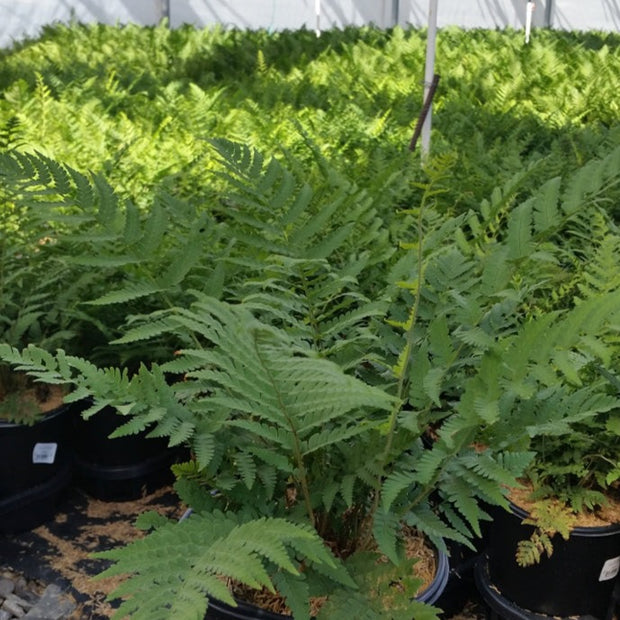 Buy Marginal Shield Fern at your local garden center! – American ...