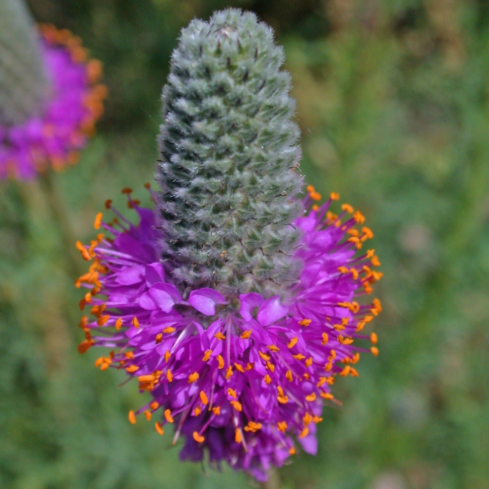 Purple Prairie Clover