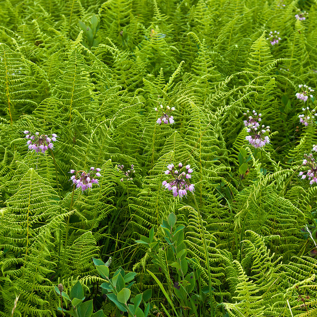 Buy Hay-scented Fern at your local garden center! – American Beauties ...