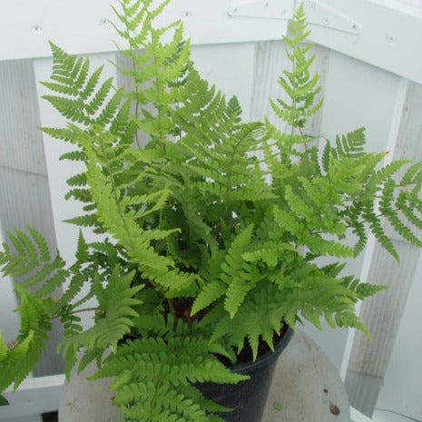 Buy Marginal Shield Fern at your local garden center! – American ...