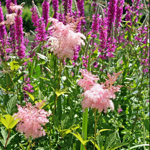 Filipendula rubra 'Venusta' - Queen of the Prairie – American Beauties ...