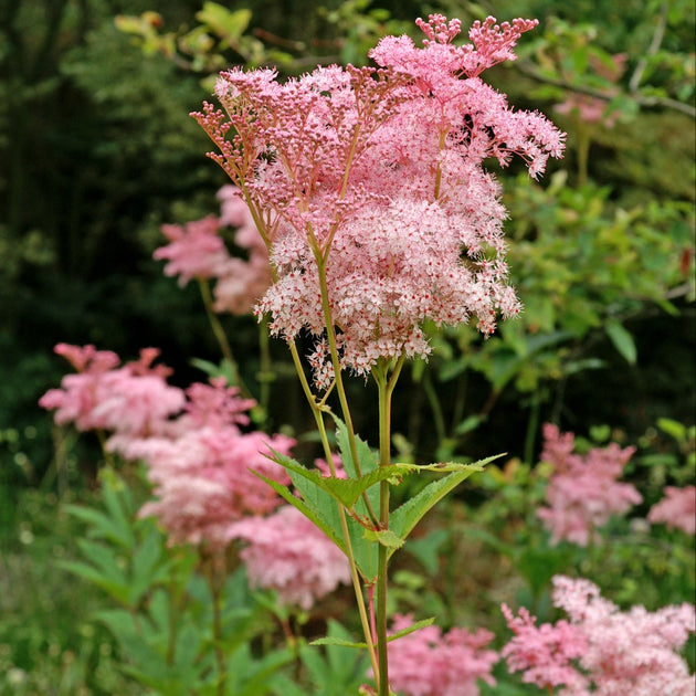Filipendula rubra 'Venusta' - Queen of the Prairie – American Beauties ...