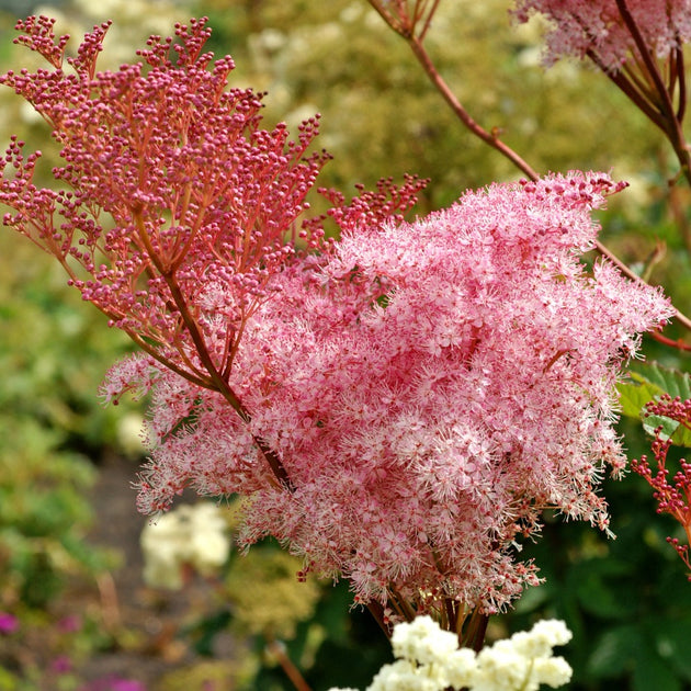 Filipendula rubra 'Venusta' - Queen of the Prairie – American Beauties ...