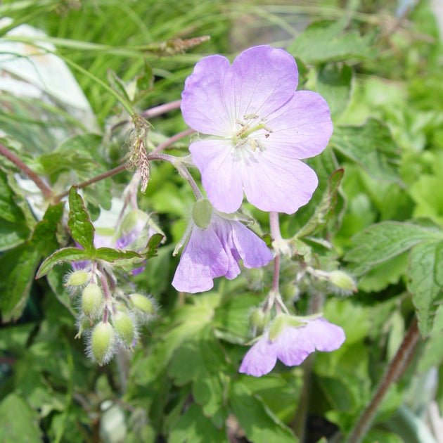 Buy Cranesbill at your local garden center! – American Beauties Native ...