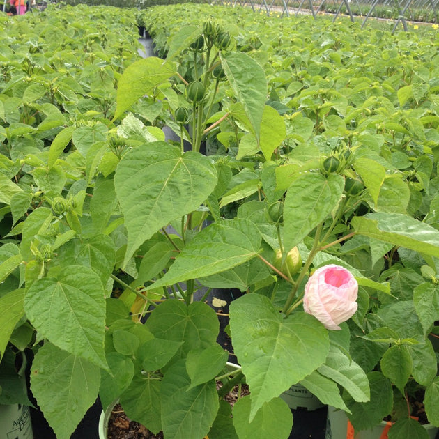 Hibiscus moscheutos - Rose mallow – American Beauties Native Plants