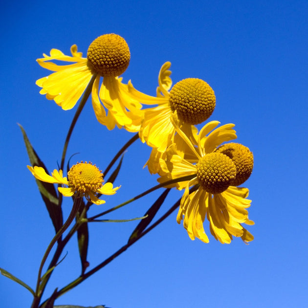 Helenium autumnale - common sneezewood – American Beauties Native Plants