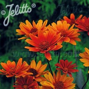 Buy Bleeding Hearts False Sunflower at your local garden center ...