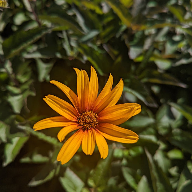 Buy Smooth oxeye at your local garden center! – American Beauties ...